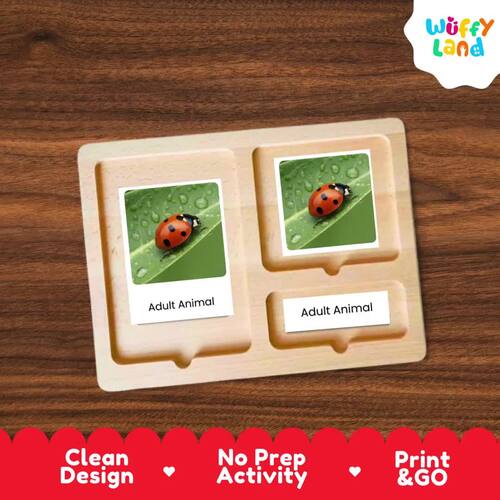 Ladybug Life Cycle Montessori 3-Part Cards - Science Zoology Flashcards