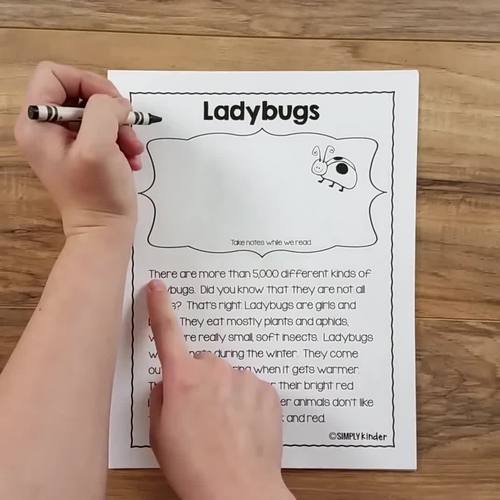 Bugs and Insect Research Reports and Crafts for Kindergarten by Simply ...