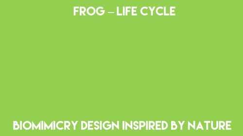 Engaging Frog Life Cycle Activities | Inspiring Biomimicry Design ...
