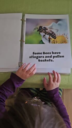 Bee Unit for Preschool or Kindergarten by Early Childhood with Nora