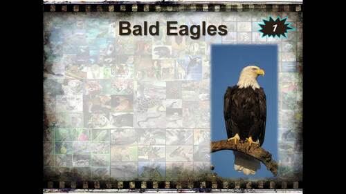 BIRDS OF PREY BUNDLE 7 PPTs GOLDEN BALD HARPY EAGLE OWLS PEREGRINE ...