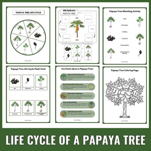 Papaya Tree Life Cycle Botany Science Unit Study Cut paste matching ...