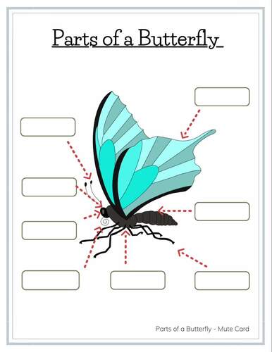 Montessori Science Puzzle: Parts of a Butterfly for PreK-G3 | TPT
