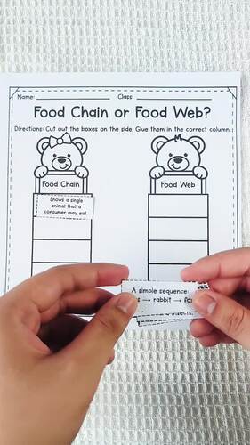 Food Chain or Food Web? Cut and Paste Sorting Activity – Science Made Fun!
