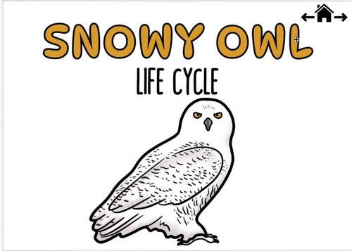 Snowy Owl Life Cycle Boom Cards™ - Language Activities by Pear Tree Speech