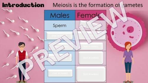 Meiosis Lesson Bundle by Science With Grapes | TPT