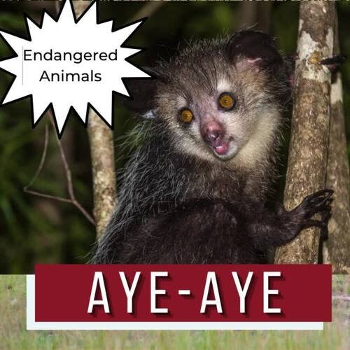 Aye-Aye | Endangered Animal research page for animal or rainforest report
