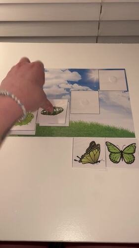 Butterfly life cycle, butterfly transition, butterfly token board