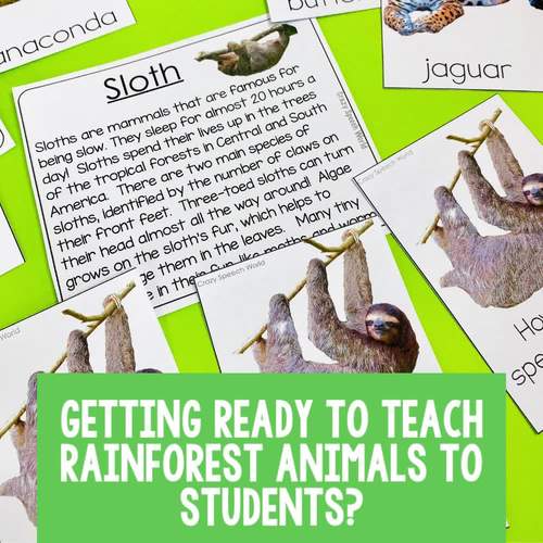 Rainforest Animals Comprehension and Vocabulary Activities by Jenn Alcorn