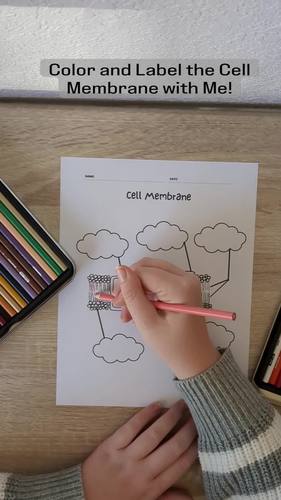 Middle School Biology: Structure of the Plasma Membrane (Phospholipid ...