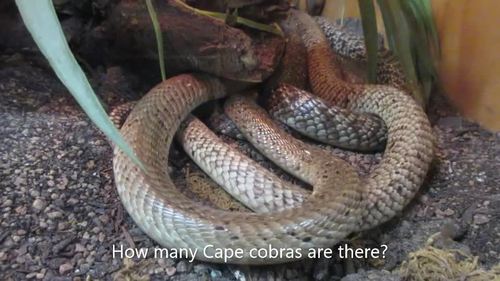COBRAS: Interactive PowerPoint presentation with video snippets (mp4)