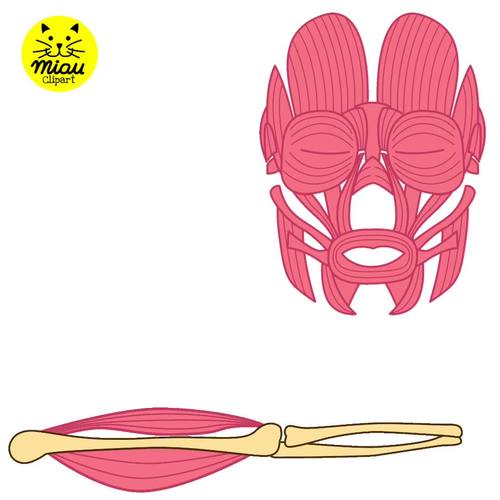 Muscular System Clipart | Organs Anatomy | Human Body | Gif And Png