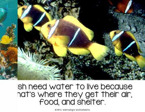 FISH - Projectable Read-Aloud Lesson - KINDER SCIENCE | TPT