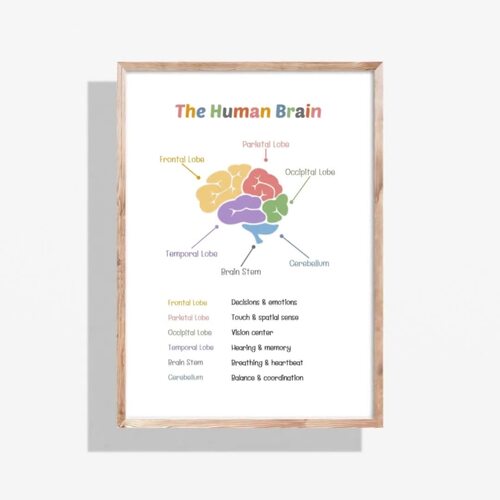 Human Brain Poster for Kids | Educational Science Wall Art by Ping Ping ...