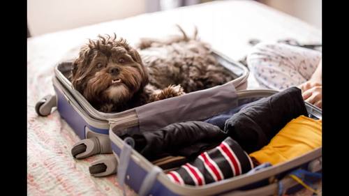 Funny Prompts Picture of the Day ELA Bell Ringers - Making Inferences ...