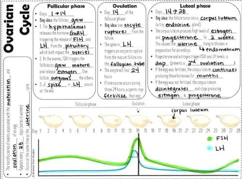 Ovarian & Uterine (Menstrual) Cycle Doodle Notes for Anatomy | TPT
