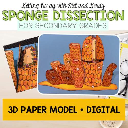Sponge Dissection Zoology | Biology 3-D Anatomy Paper Dissection Model ...