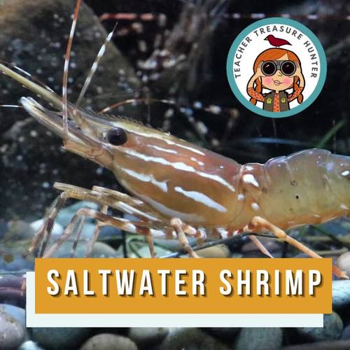 Ocean Research Article SALTWATER SHRIMP Nonfiction Writing Animal Reports