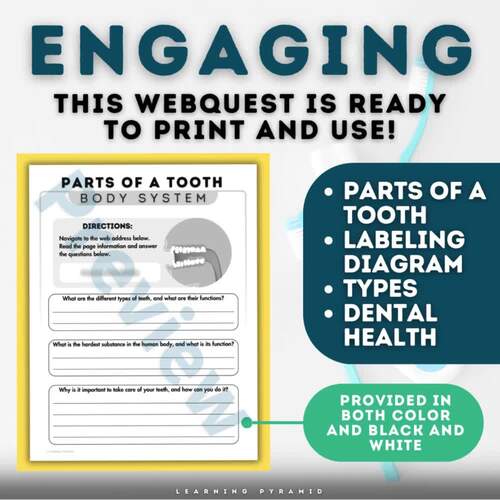 Parts of a Tooth Webquest Human Body Activity Dental Hygiene Dentist ...