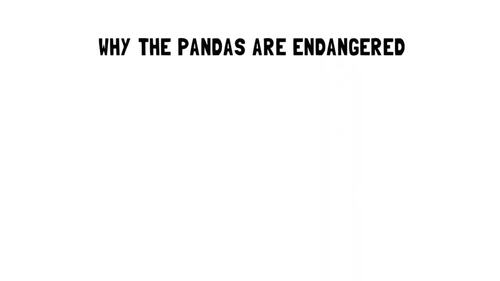 Why the Pandas Are Endangered | Video Lesson, Handout, Worksheet | Earth