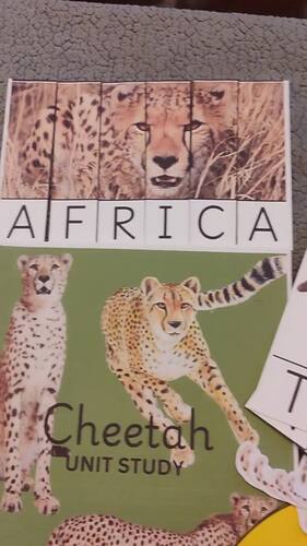 Cheetah Unit Study | 50 Page Homeschool Nature Study | Classroom ...