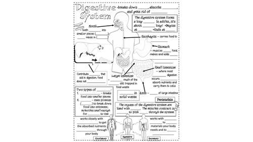 Digestive System Doodle Notes & Quiz | Middle and High School Human ...
