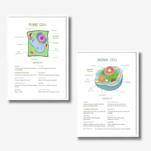 Plant and Animal Cell Posters | Educational Biology PDF | Classroom ...