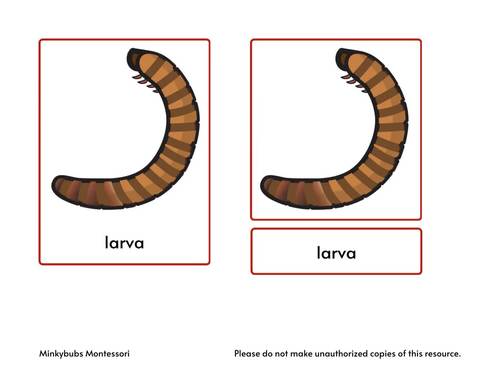 Life Cycle of a Mealworm Darkling Beetle 3 Part Cards by Minkybubs ...