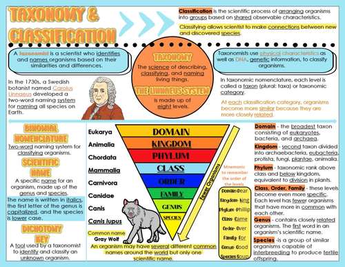 Taxonomy and Classification Guided Notes Graphic Organizer|PowerPoint ...
