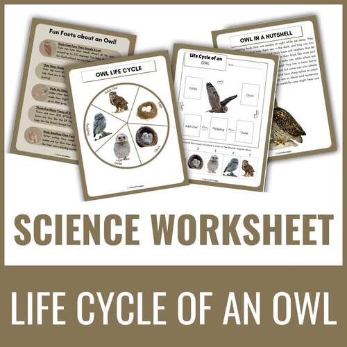 Life Cycle of an Owl | Wildlife/Birds Unit Study With Fun Facts!