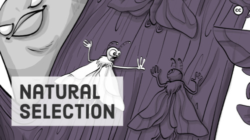 Natural Selection: Survival of the Fittest by Sprouts Learning Materials
