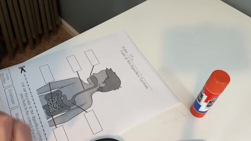 Digestive System Activity {Cut & Paste!} by Miz Riz Elementary Resources