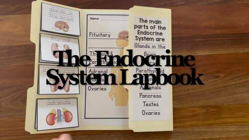 Endocrine System Lapbook Endocrine System Activity Simple Primary