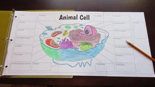 Animal Cell - Big Foldable for Interactive Notebook or Binder | TPT