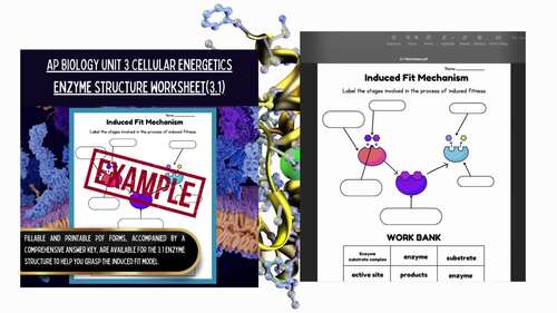 AP Biology UNIT 3 Cellular Energetics Enzyme Structure Induced Fit ...