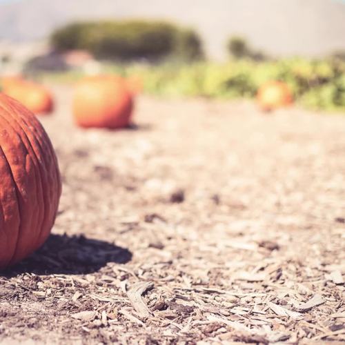 Pumpkin Life Cycle Craftivity by Live Love Learn Printables | TPT