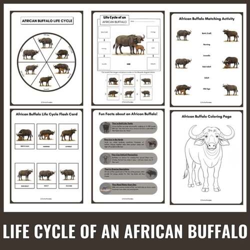African buffalo life cycle: Savanna Animal Science Unit Study & Fun Facts!