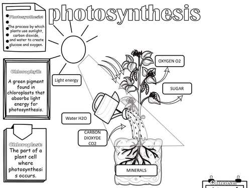 photosynthesis doodle notes by The Curious Cell | TPT