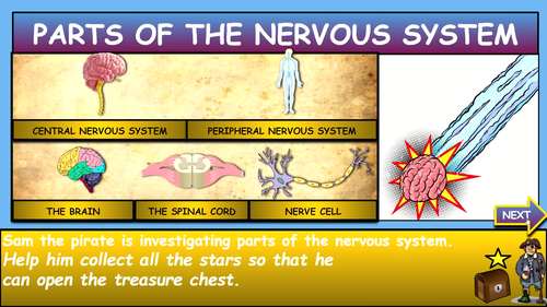 Parts Of The Nervous System: Interactive Google Slides + Printable ...