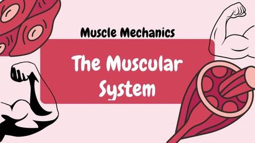 Muscular System PowerPoint Presentation, MP4 Video and Printable Activities