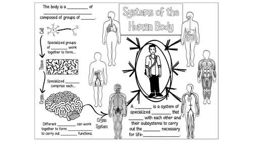 Systems of the Human Body Doodle Notes & Quiz + PowerPoint | TPT