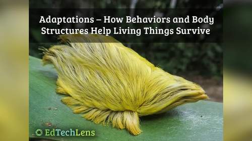 Animal & Plant Structural and Behavioral Adaptations Help Survival ...