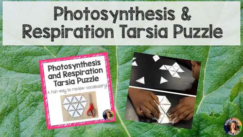 Photosynthesis and Cellular Respiration Tarsia Puzzle | Vocabulary ...