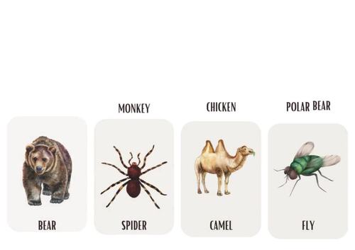 English-Chinese Flashcards | Animals | 48 Cards | Mandarin Chinese