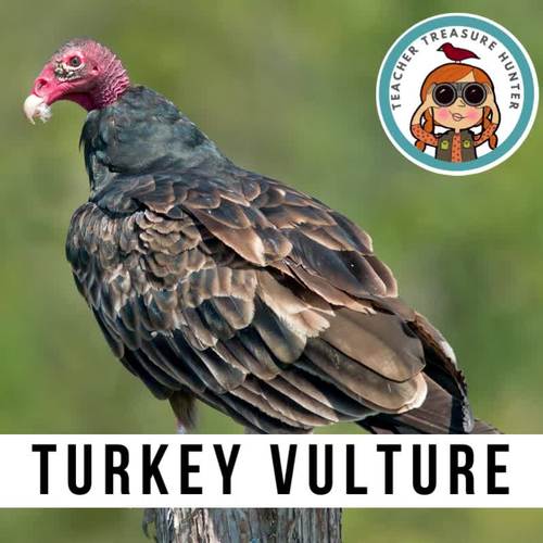 Turkey Vulture information page for desert animal research report ...