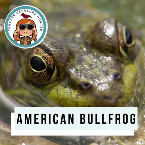 American bullfrog nonfiction passage | Pond Animals wetlands animal report