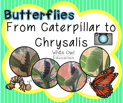 Butterfly Metamorphosis of a Caterpillar to Chrysalis by White Owl EDU