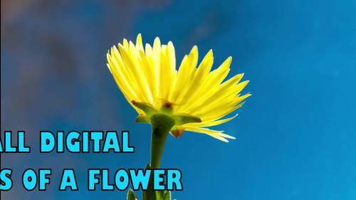 PARTS OF A FLOWER ALL DIGITAL ACTIVITIES W/BONUS PRINTABLES - K-1ST GRADE