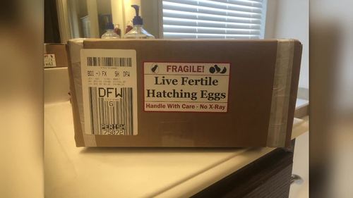 Life Cycle of a Chicken in Spanish - El ciclo de vida de una gallina