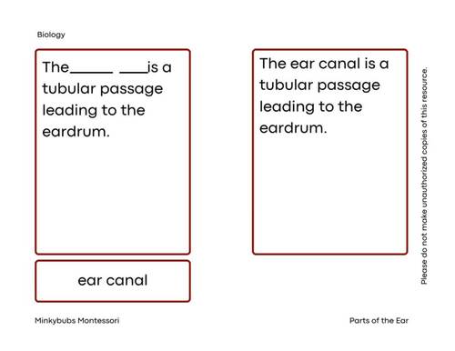Parts of the Ear 3 4 and 5 Part Cards Human Anatomy by Minkybubs Montessori